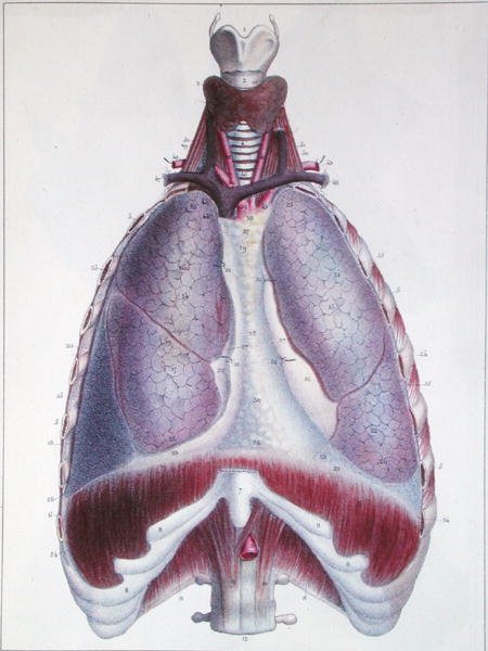 Anatomy of the lungs, from 'Manuel d'Anatomie descriptive du Corps ...