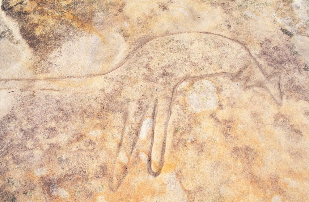 Aboriginal Rock Carving of Kangaroo, Jibbon Head, Royal National Park ...