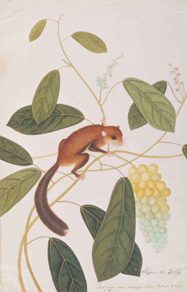 Grey-cheeked Flying Squirrel, from Drawings of Animals, Insects and ...