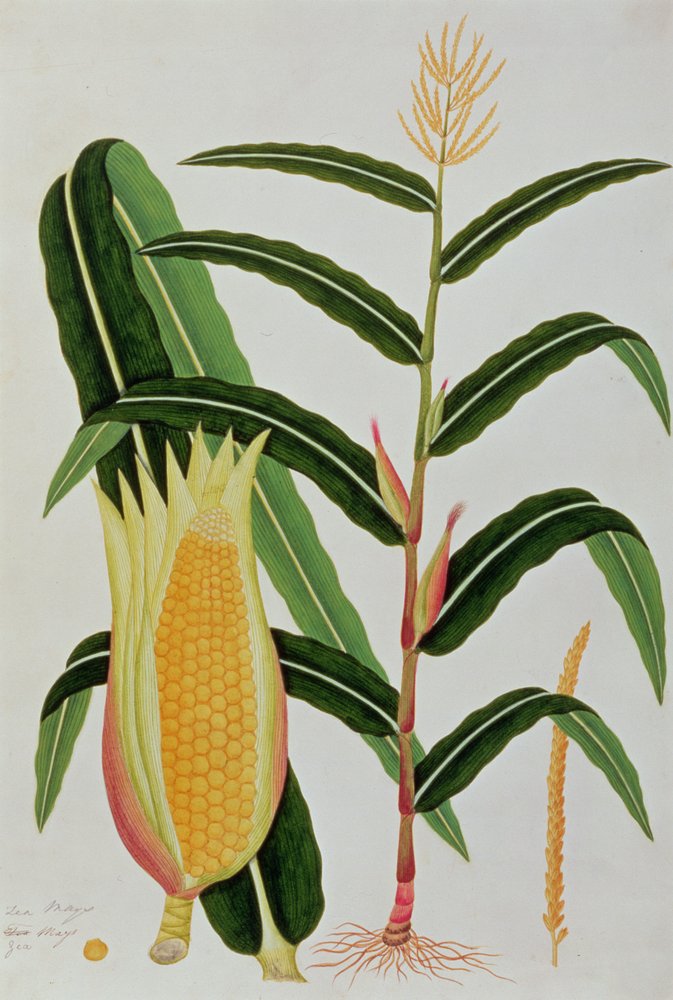 Jagong or Indian Corn, from Drawings of Plants from Malacca, c.1805-18