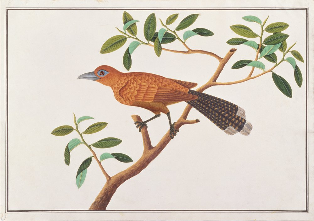 Raffles Malkoha, from Drawings of Birds from Malacca, c.1805-18