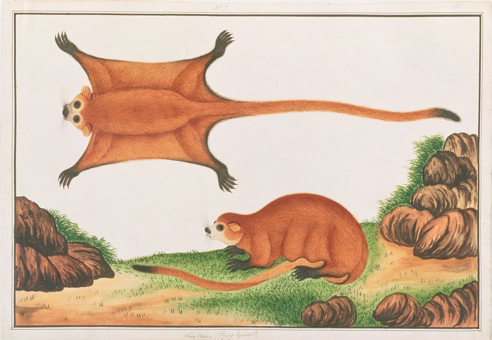 Red Giant Flying Squirrel, from Drawings of Animals, Insects and ...
