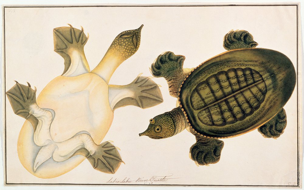 River Turtle, Labie Labu, from Drawings of Animals, Insects and ...