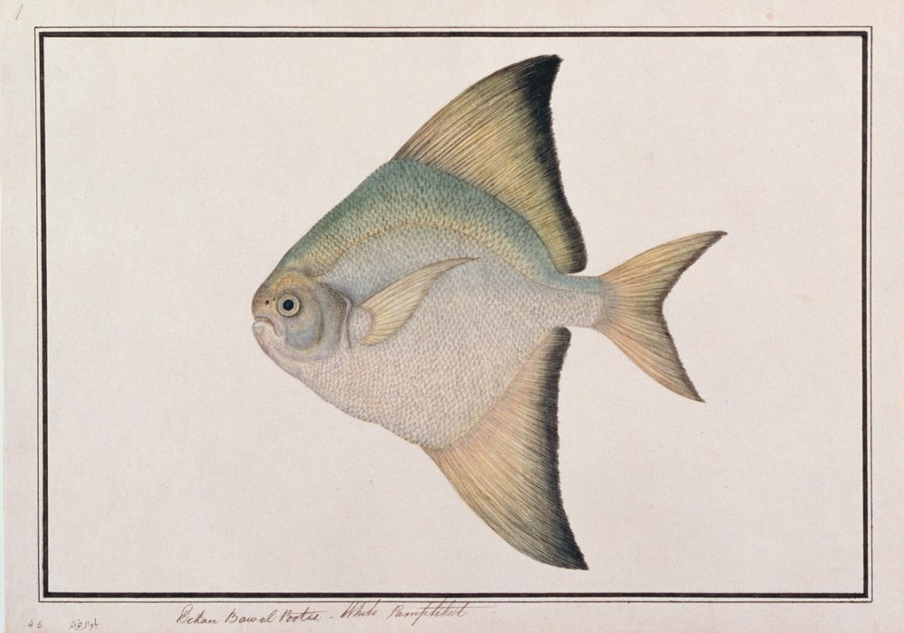 White Pomfret, from Drawings of Fishes from Malacca, c.1805-18