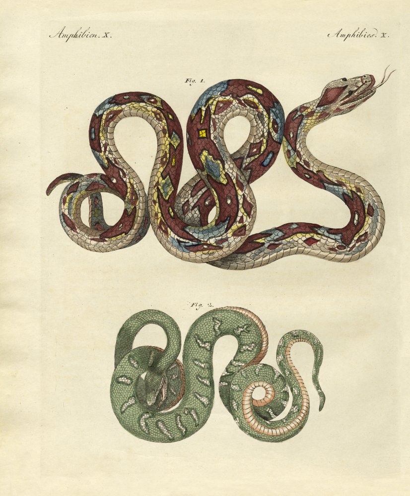 Awful snake by German School: Buy fine art print