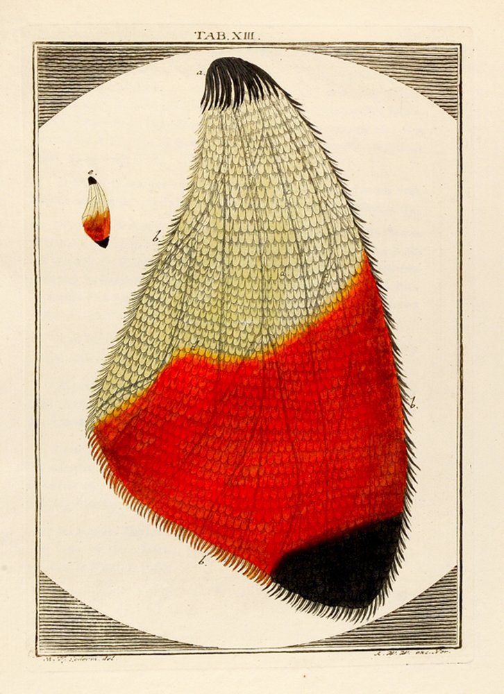 Diagram of a Magnified Moth's Wing by German School