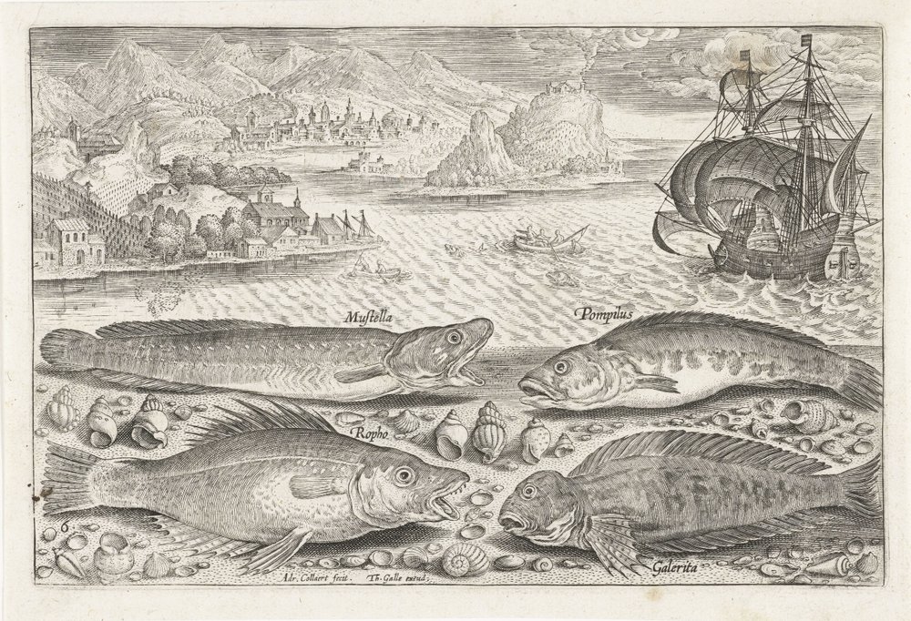 Four Fish on the Beach by Adriaen Collaert: Fine art print