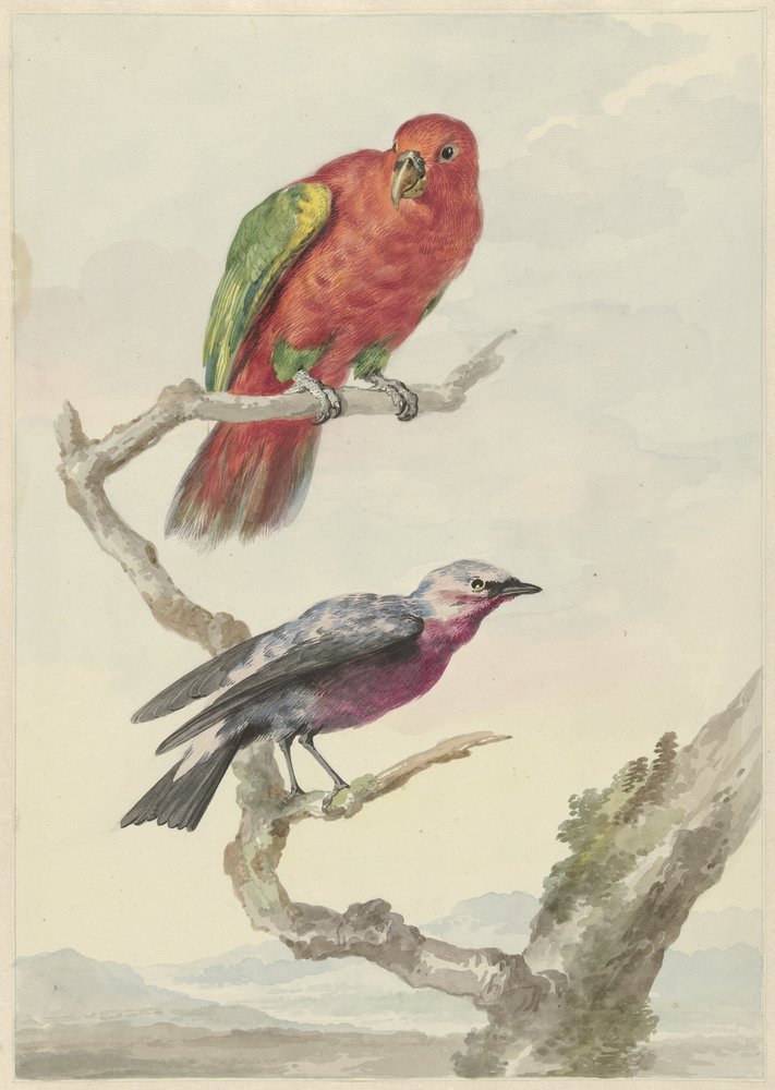 Two Birds, Including a Red-Green Parrot by Aert Schouman