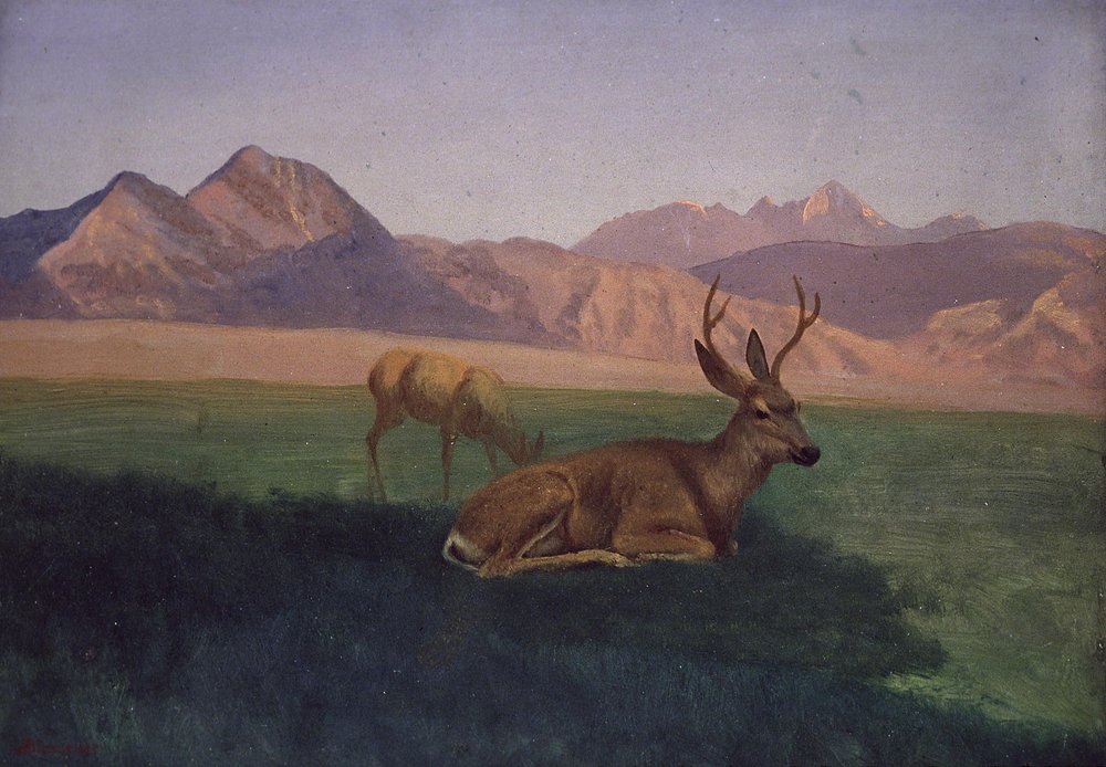 Deer by Albert Bierstadt: Highest-quality art reproduction