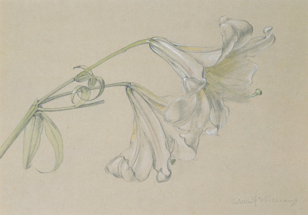 Lily by Albert Williams: Highest-quality art reproduction