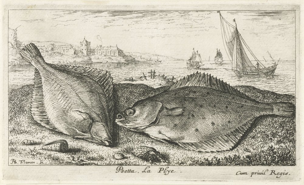 Two Flatfish on the Beach by Albert Flamen: Fine art print
