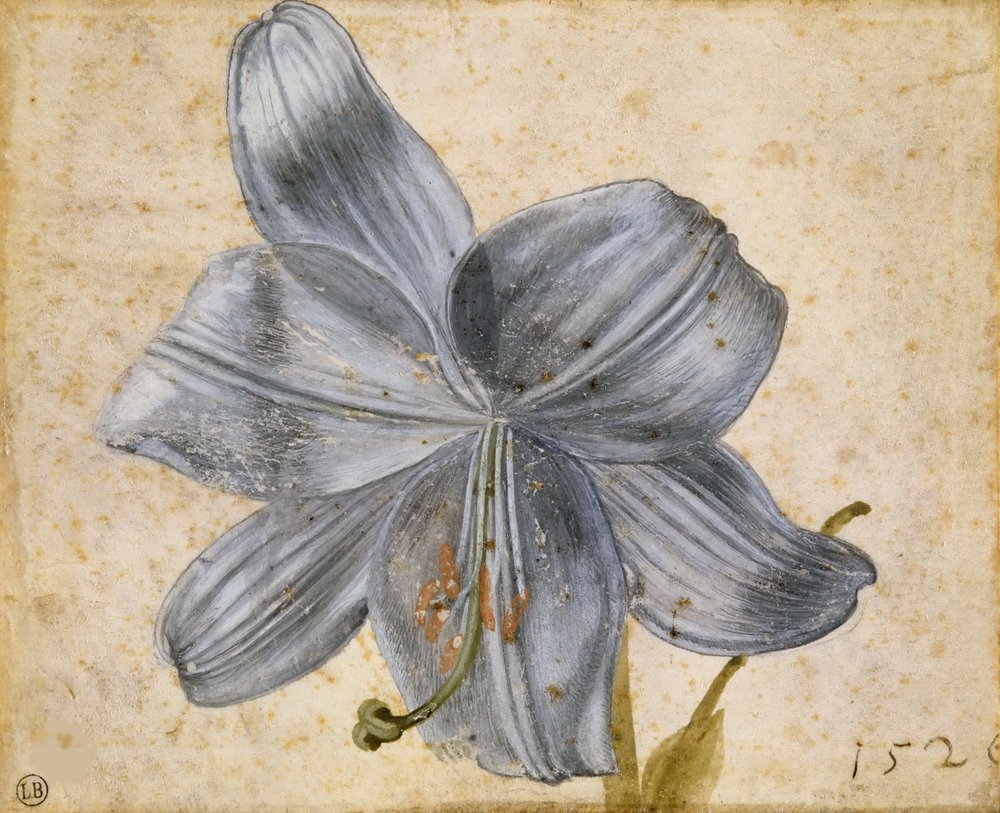 Study of a Lily by Albrecht Dürer: Buy fine art print