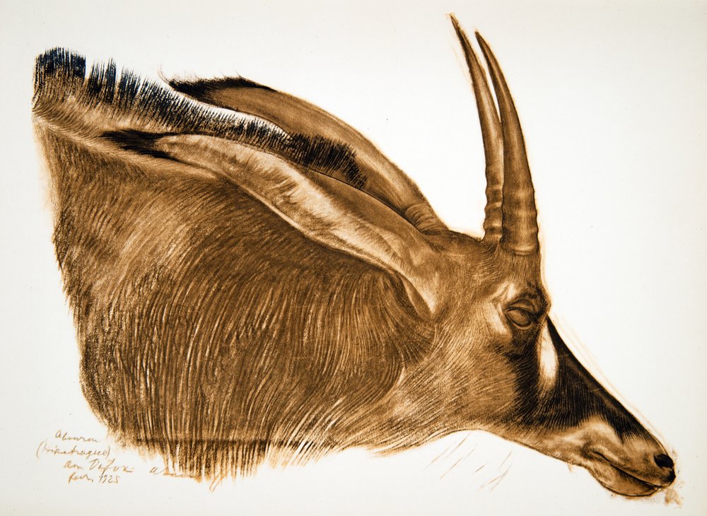 Hippotrague Antelope (Am Dafok), from Dessins et Peintures d'Afrique ...