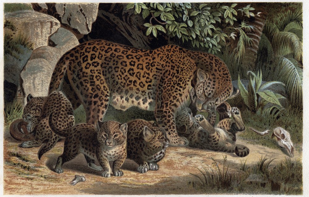 Panther and its young - Panthera, from 'Brehm's Life of Animals'