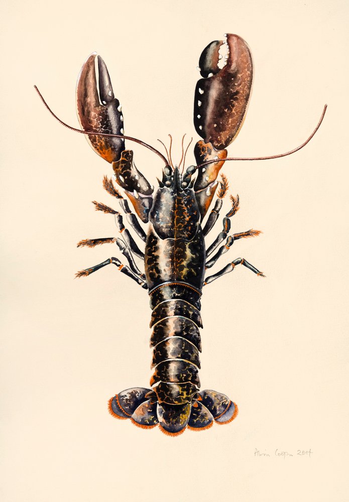 Lobster from Solva by Alison Cooper: Buy fine art print