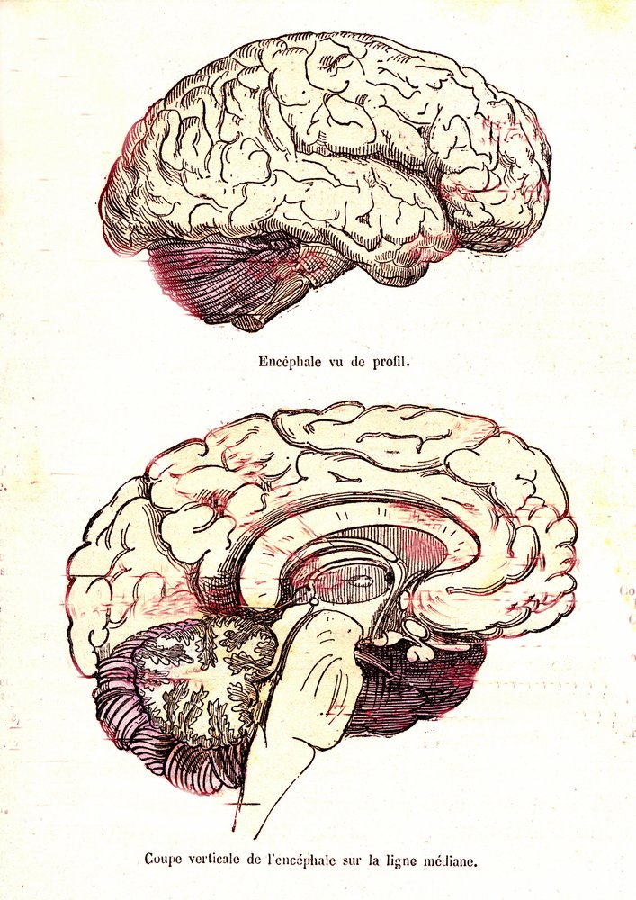 L'encephalus (The Normal Life & Health of J. Rengade) - Fig 1: Profile ...