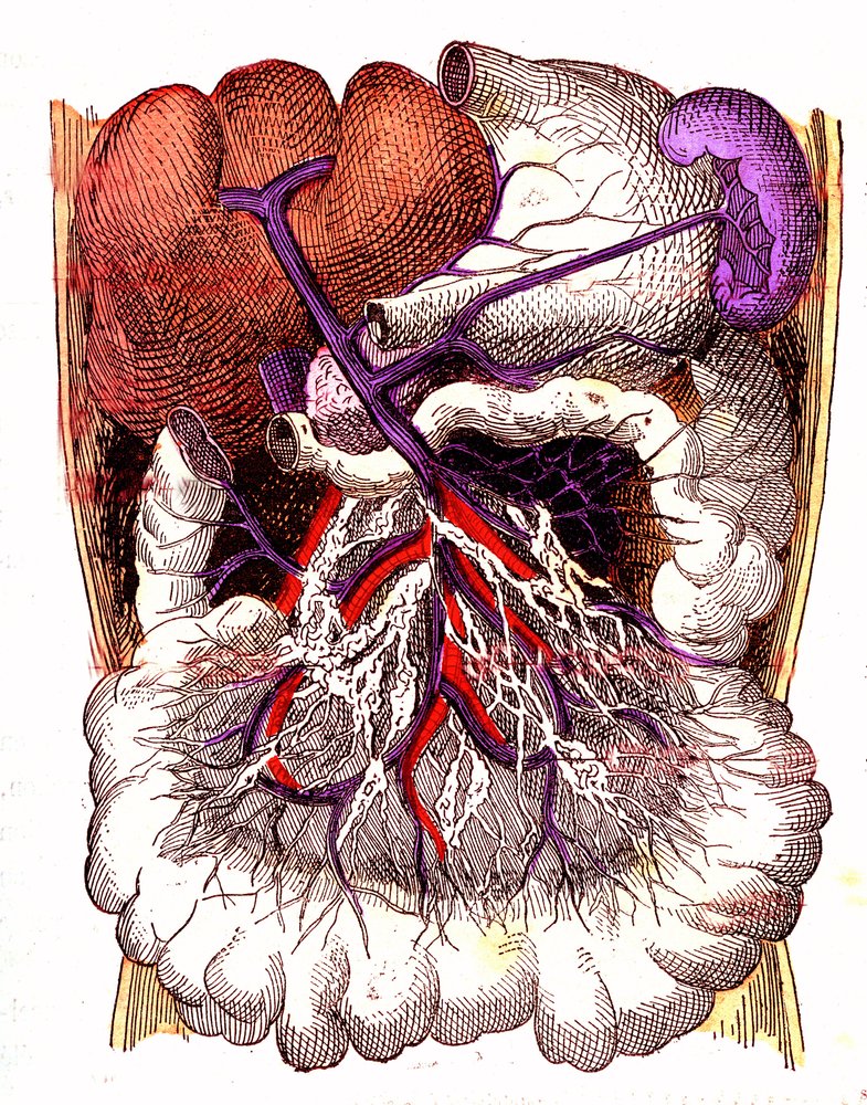 Organs of Intestinal Absorption - The Normal Life & Health of J ...