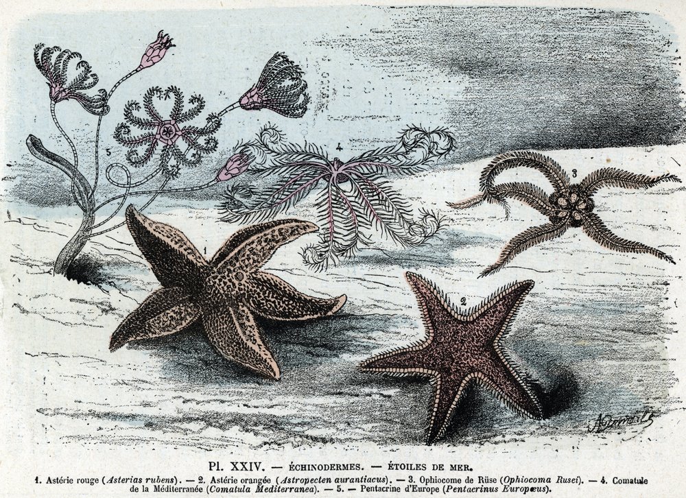 Zoological board; echinoderm, sea stars (asteries, ophiocoma, comatum ...