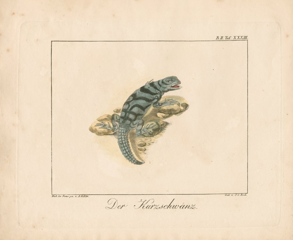Short-tailed Lizard by Ambrosius Gabler: Fine art print