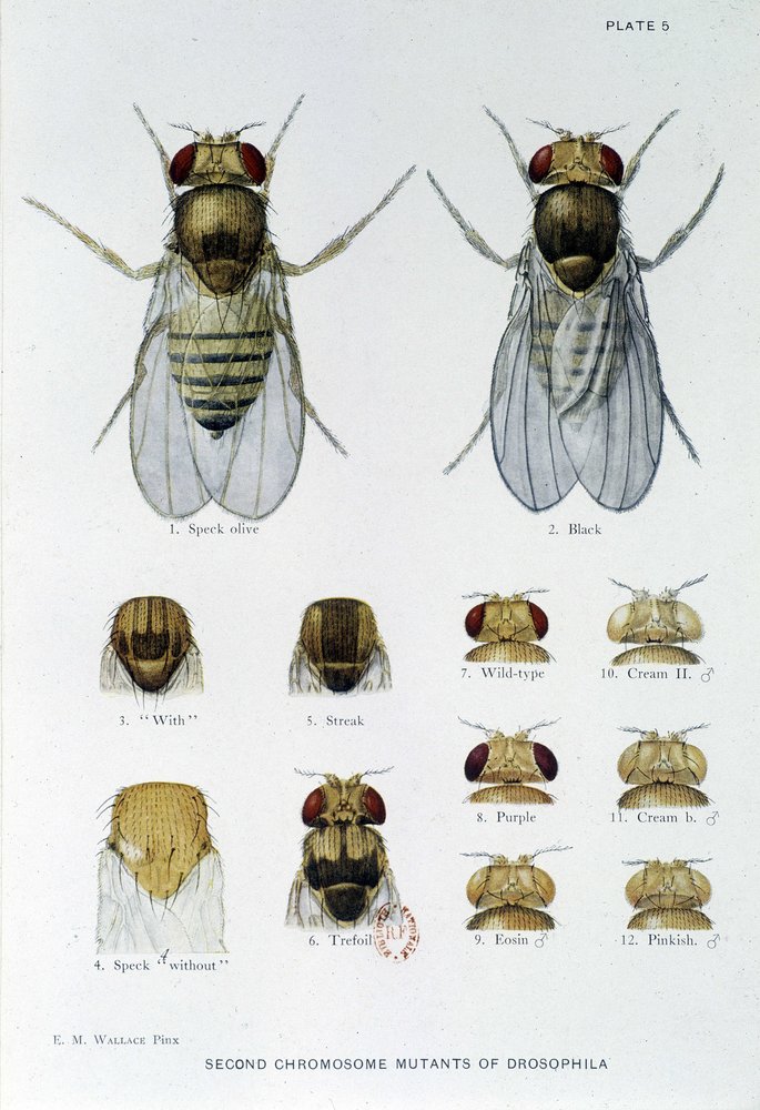 Abeilles - in Contributions to the genetics of drosophila melanogaster ...