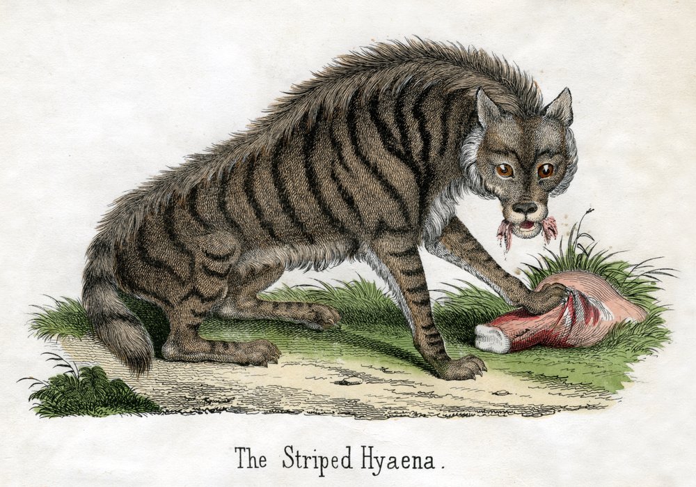 Striped Hyena, from The Natural History of Animals