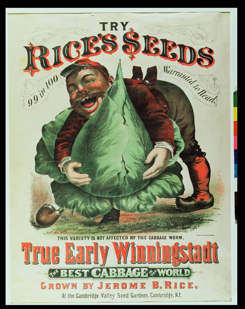 Try Rices Seeds, The Best Cabbage in the World