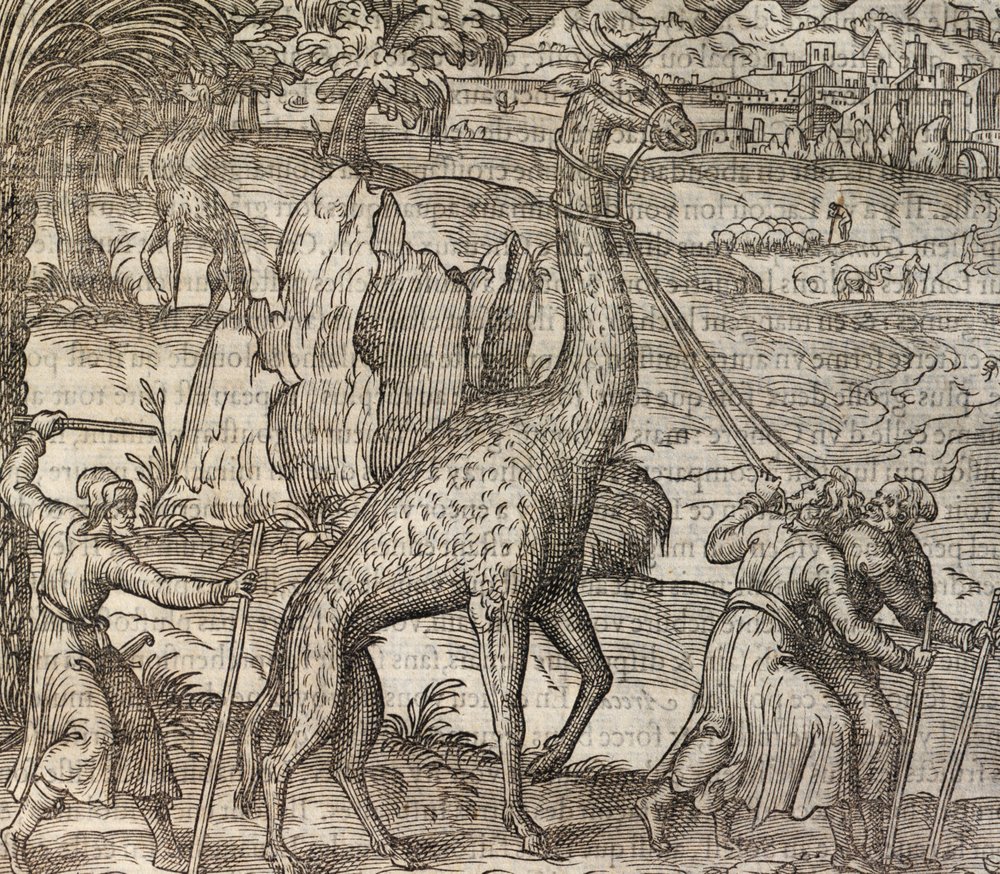 Giraffe, engraving from Cosmographie Universelle