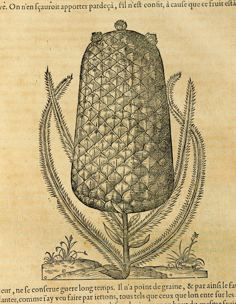 Pineapple (Ananas comosus), engraving by Andre Thevet