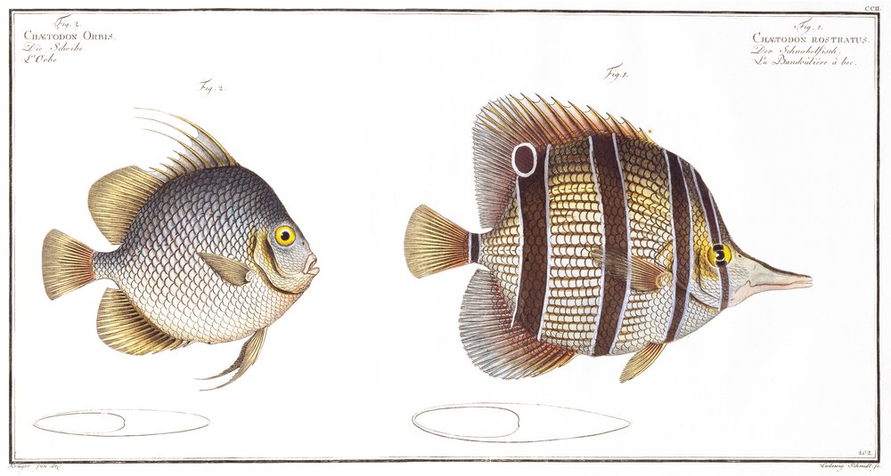 Orb Fish and Billed Fish, published by Black