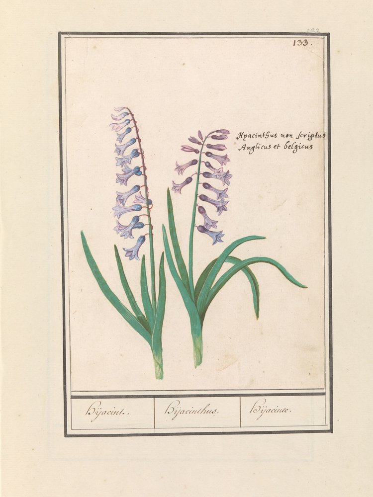 Hyacinth (Hyacinthus orientalis)