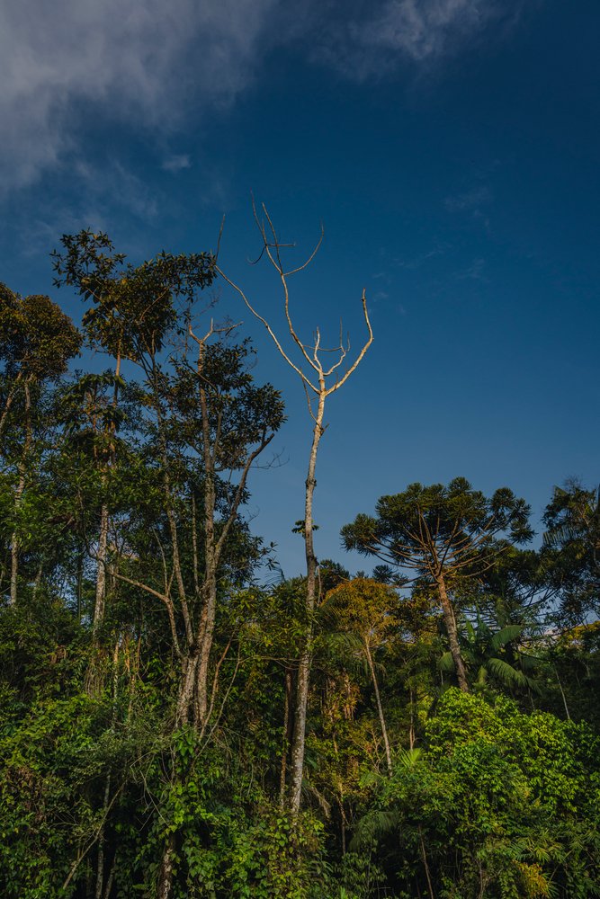 Mantiqueira XLVI, 2021 by Antonio Schubert: Fine art print