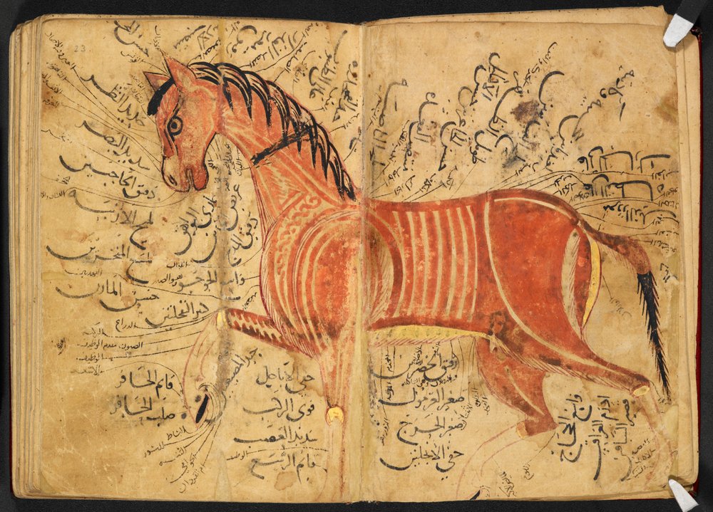 Horse, from 'Kitāb al-bayṭārah' by Azdī, Aḥmad ibn ʿAtīq