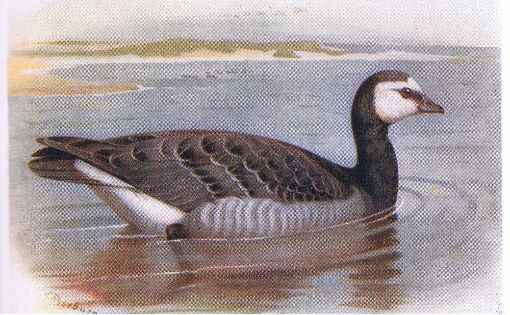 Barnacle Goose by Archibald Thorburn: Buy fine art print