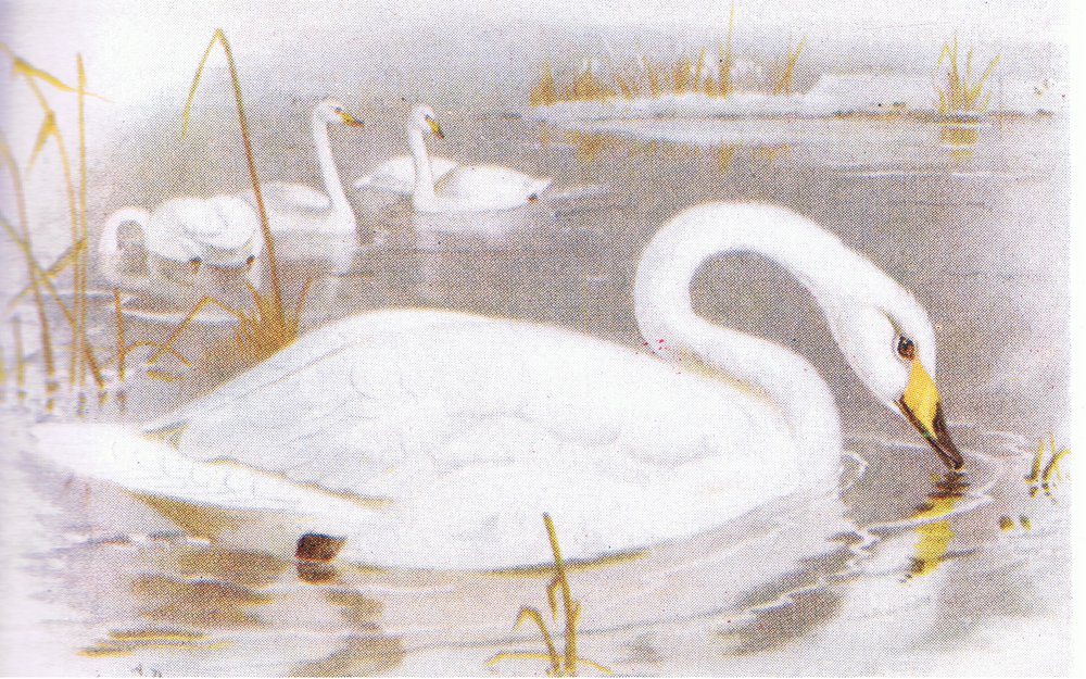 Whooper Swan by Archibald Thorburn: Buy fine art print