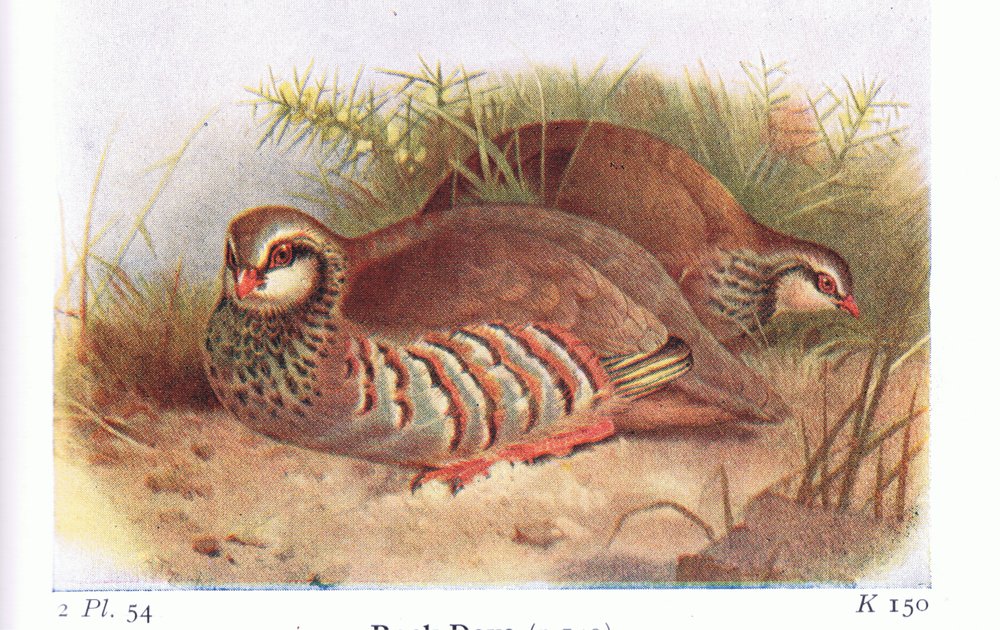 Red Legged Partridge, from Birds of the British Isles and Their Eggs