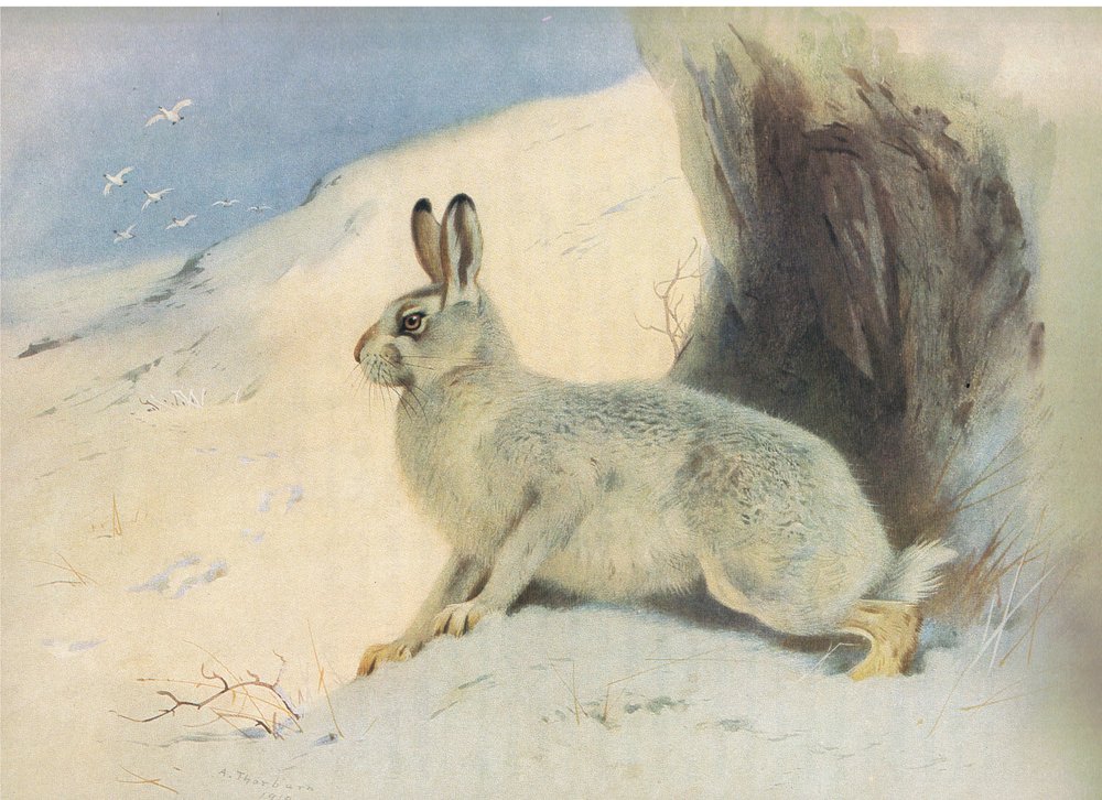 The Mountain Hare in winter, from Thorburn's Mammals