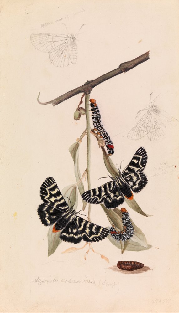 Vine Moth, Comocrus behri by Arthur Bartholomew