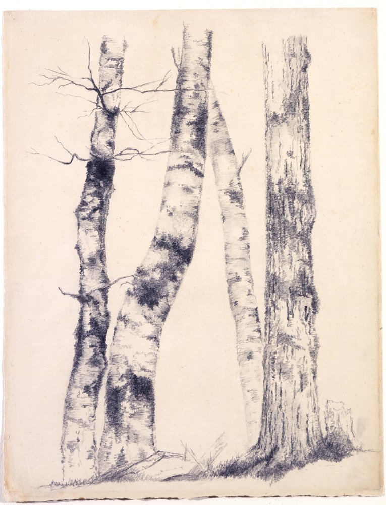 Study of Four Tree Trunks Three Birches, 1855