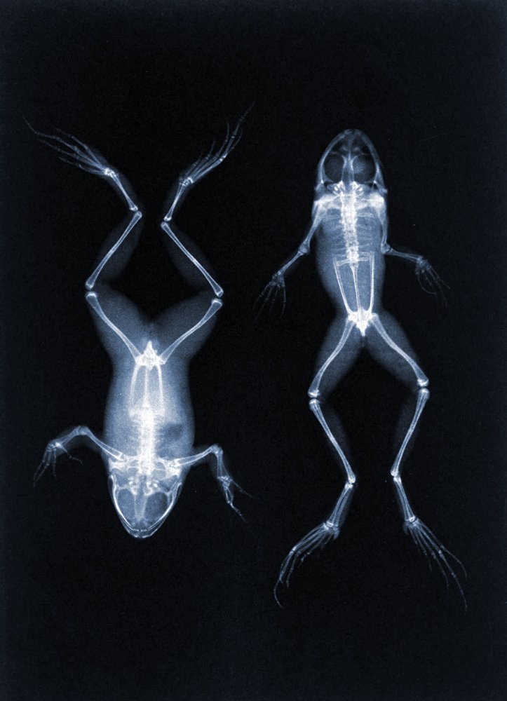An early X-ray photo of frogs by Joseph Maria Eder, 1896