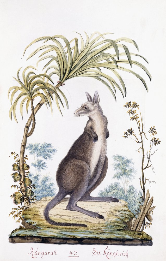 Kangaroo by Austrian School: High-quality fine art print