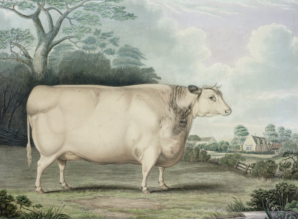 The Habertoft Short Horned Prize Cow, engraved by C. Hunt, 1842