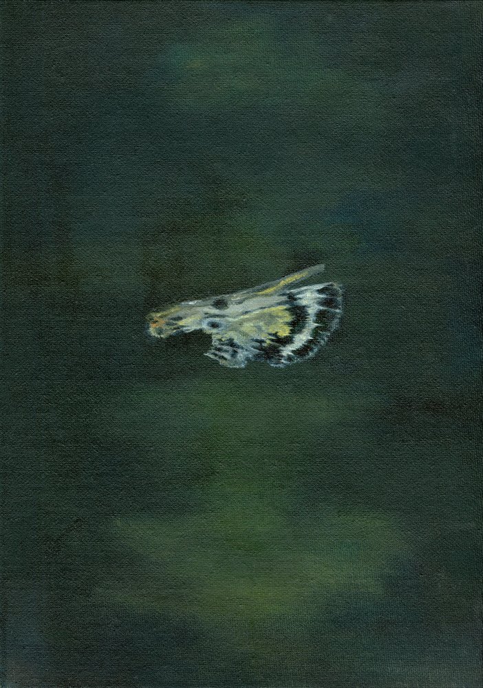 Moth Wing, 2014 by Bella Larsson: Buy fine art print