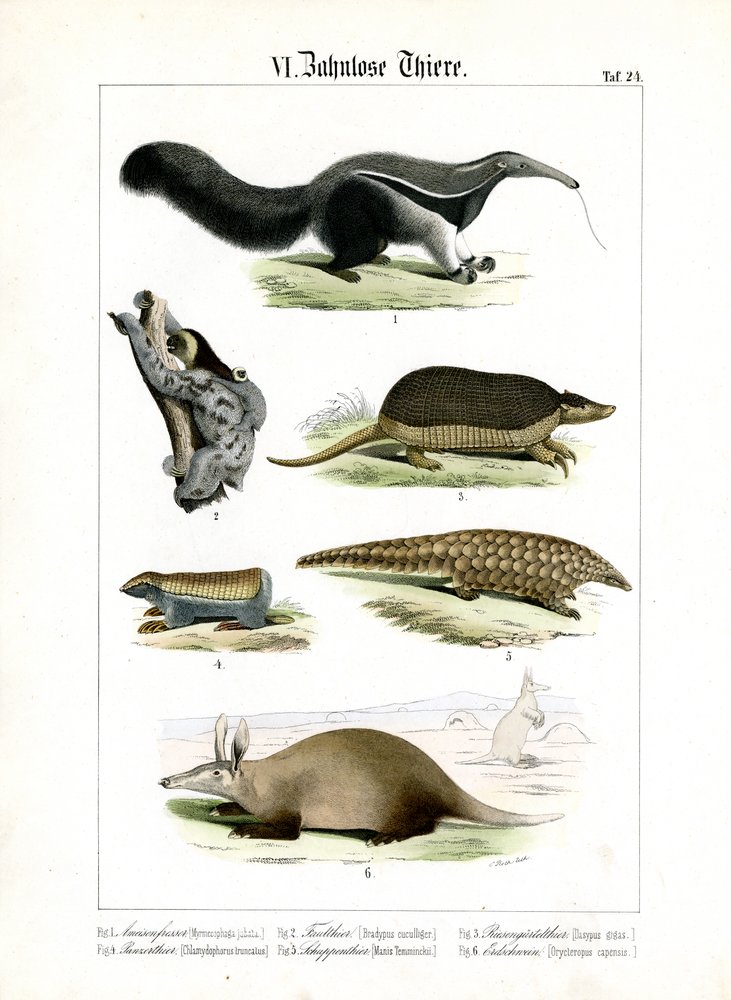 Toothless Animals: Anteater, Sloth and Armadillos by C. Roth