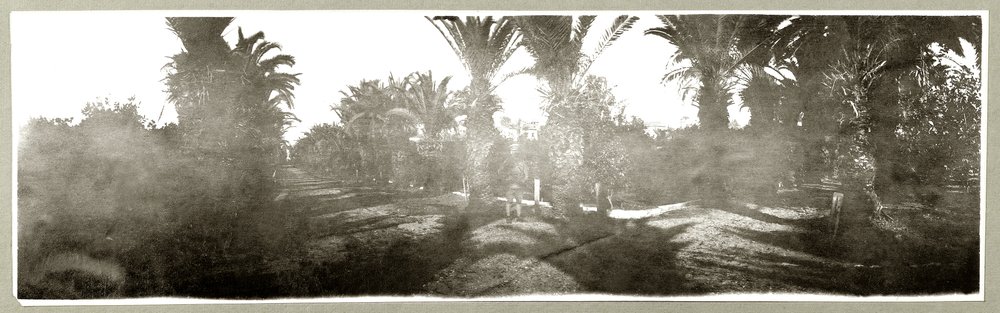 Palm Grove by Capt. Arthur Rhodes: Buy fine art print
