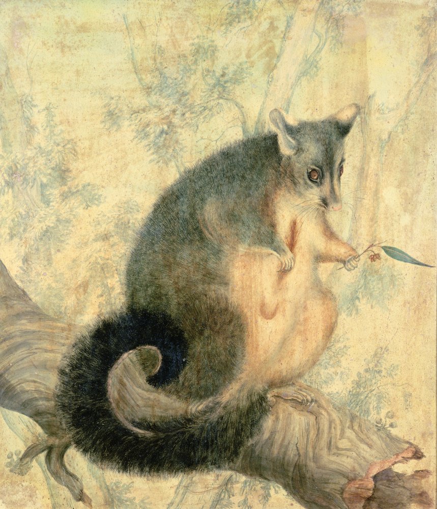 The Possum by Caroline Louisa Atkinson: Buy fine art print