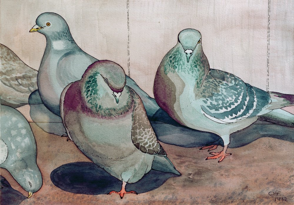 Pigeons by Carolyn Hubbard-Ford: Buy fine art print