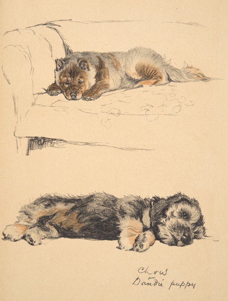 Chow and Dandie Puppy, Illustrations from his Sketch Book for 'Just ...
