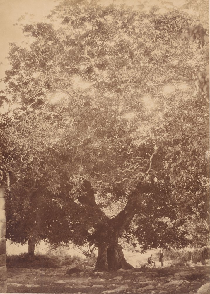 The Walnut Tree of Emperor Charles V, Yuste