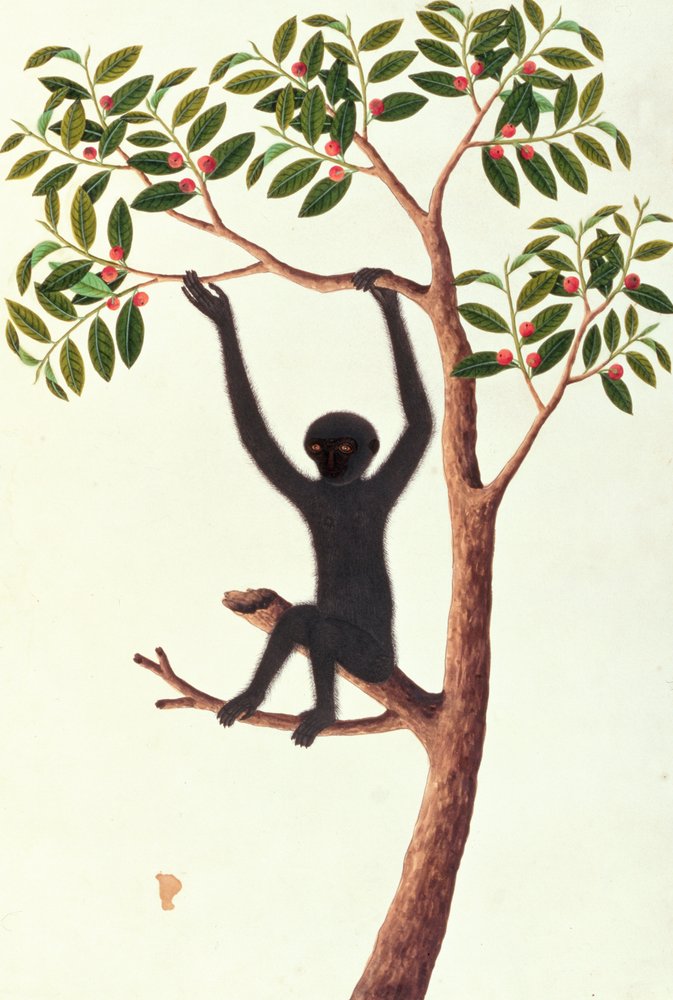 Black Long Armed Ape, Ongka Pitam, from Drawings of Animals, Insects ...