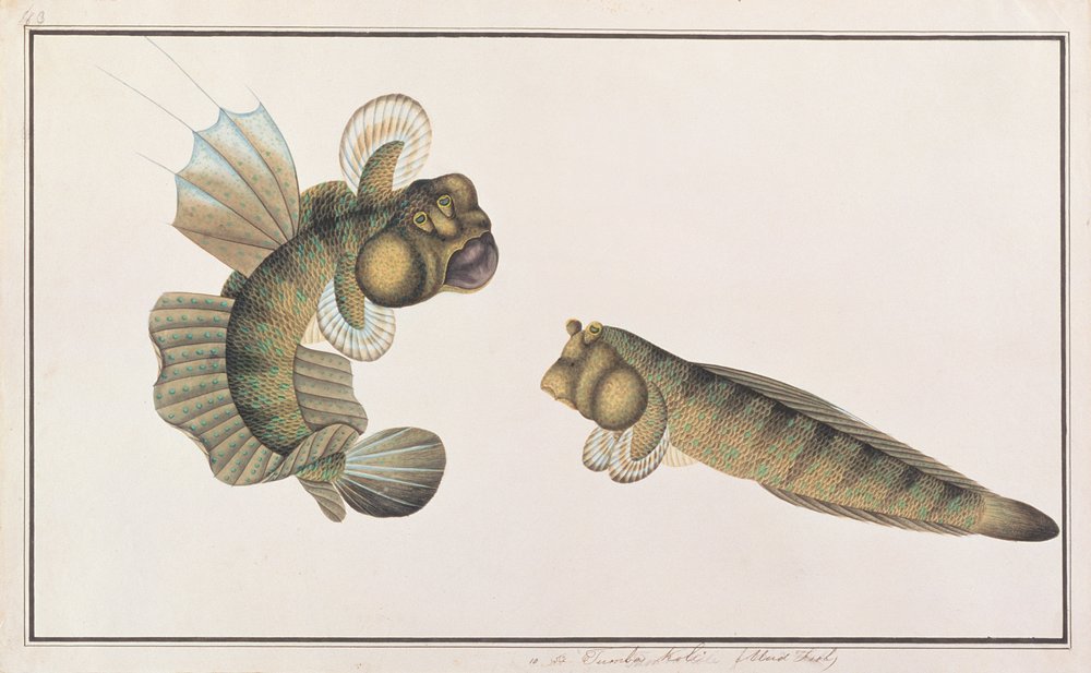 Dragon Mudskipper, from Drawings of Fishes from Malacca, c.1805-18